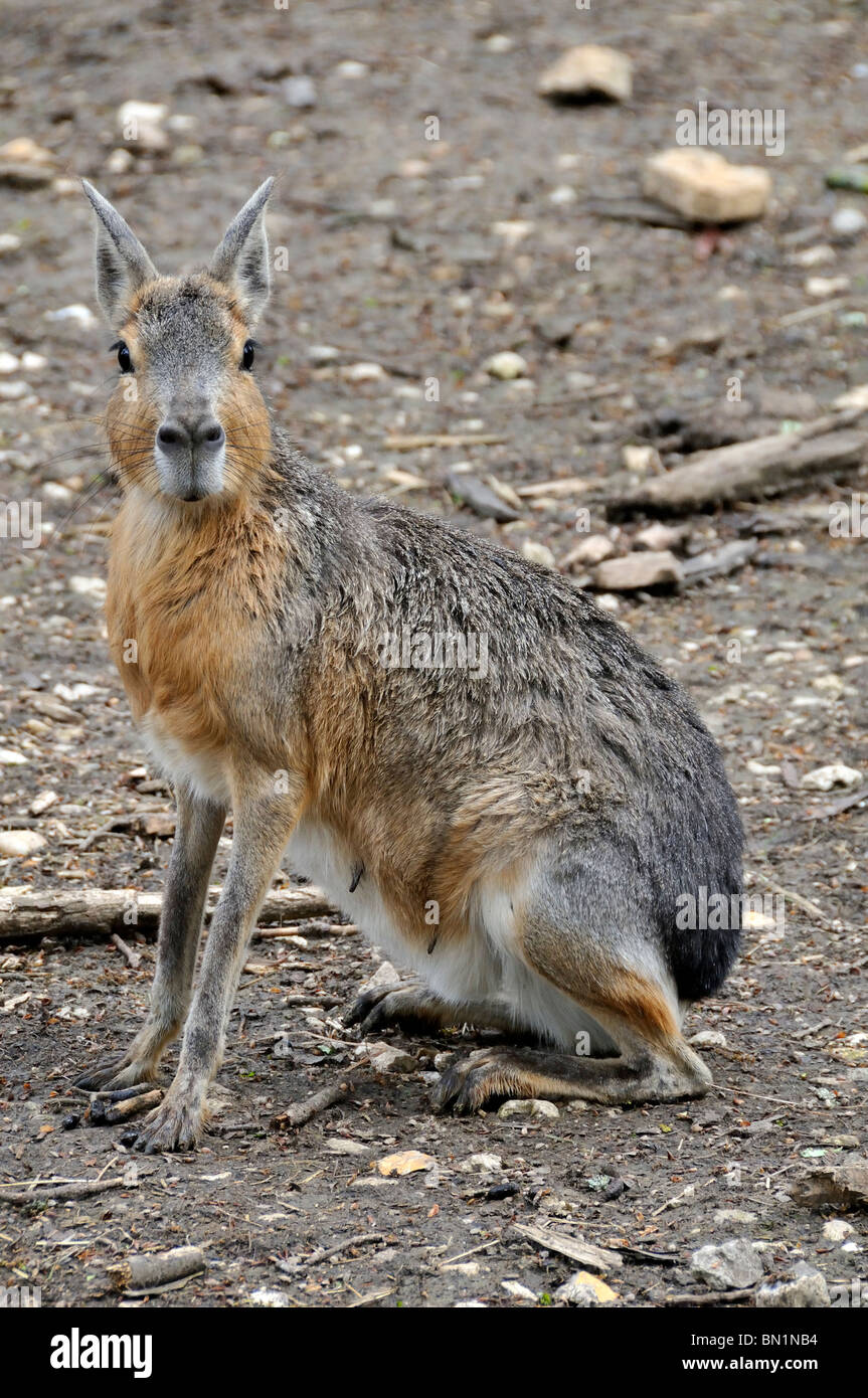 Dolichotis patagonum, Patagonian Mara Stock Photo - Alamy