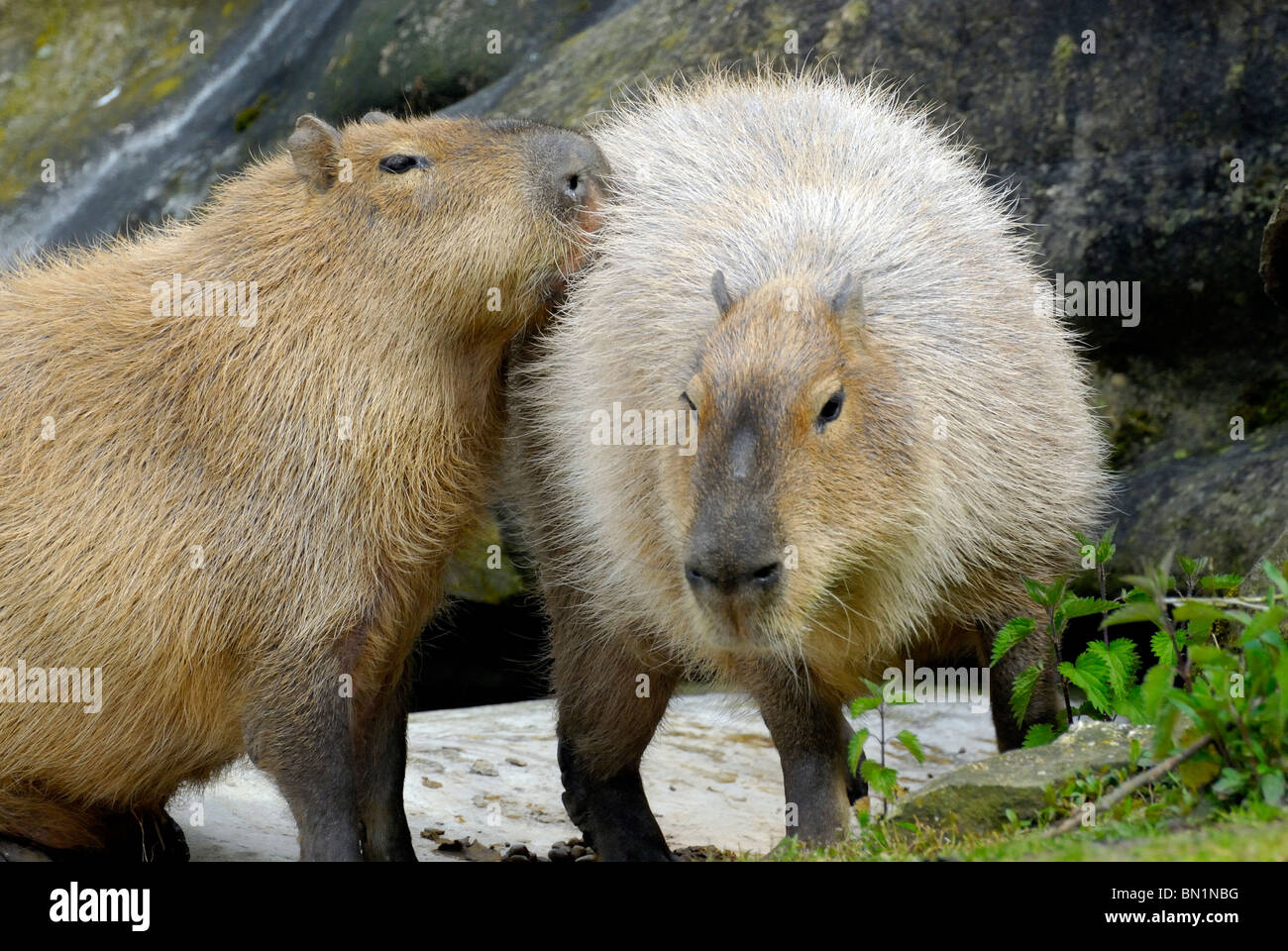 Hydrochoerus hydrochaeris, Capybara Stock Photo - Alamy
