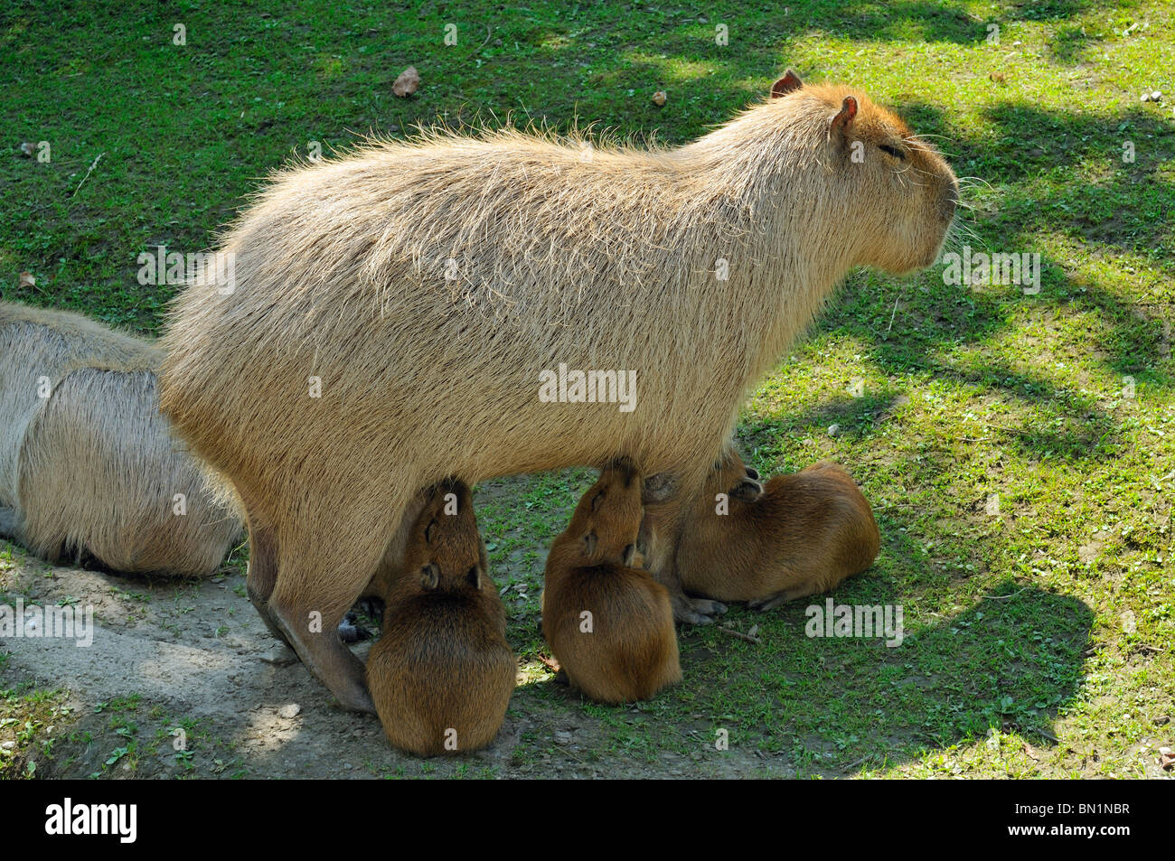Hydrochoerus hydrochaeris, Capybara Stock Photo - Alamy