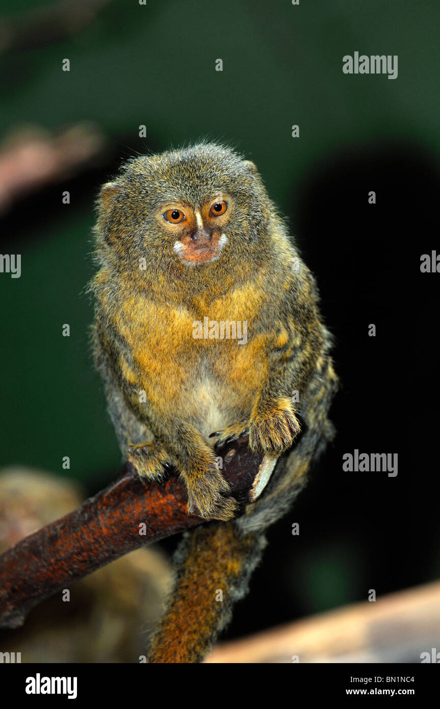 Callithrix pygmaea, Pygmy Marmoset Stock Photo - Alamy