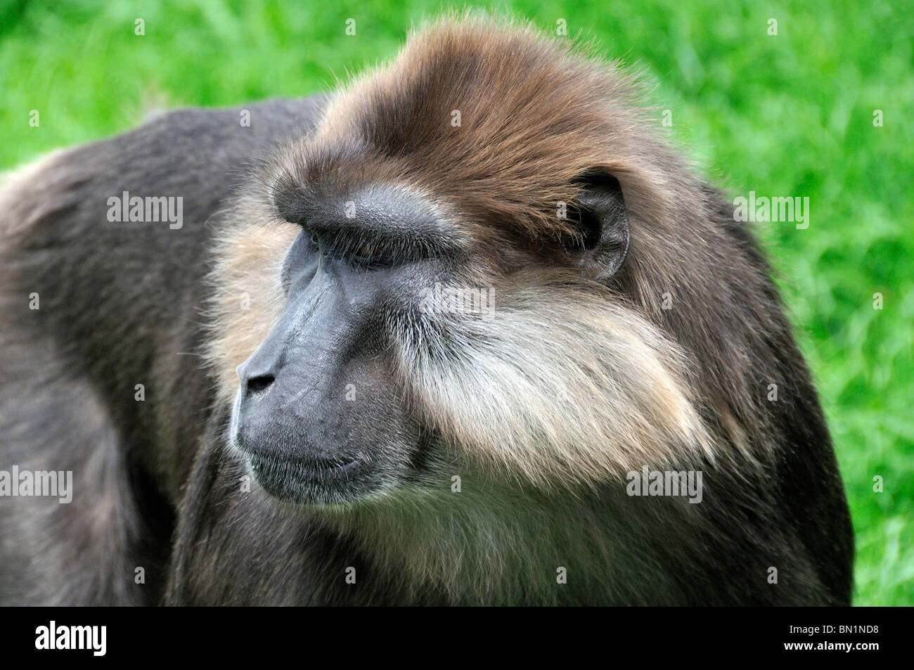 Macaca tonkeana, Tonkean Macaque Stock Photo - Alamy