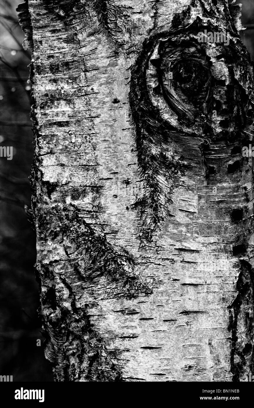 Black and white tree portrait Stock Photo - Alamy