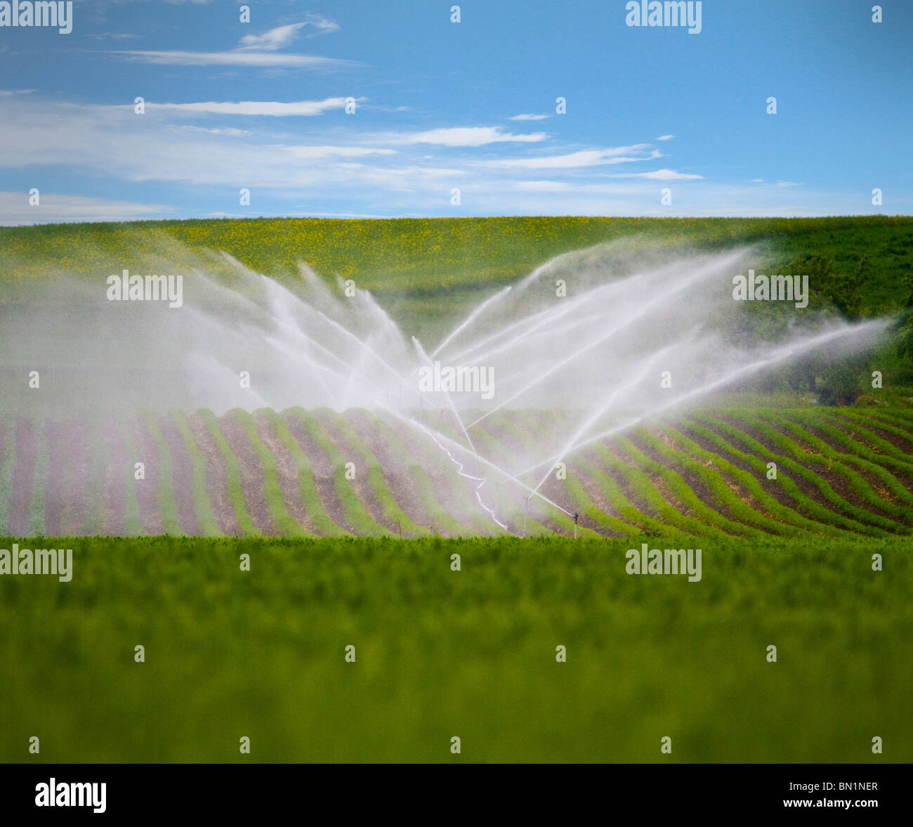 Automated garden watering hi-res stock photography and images - Alamy