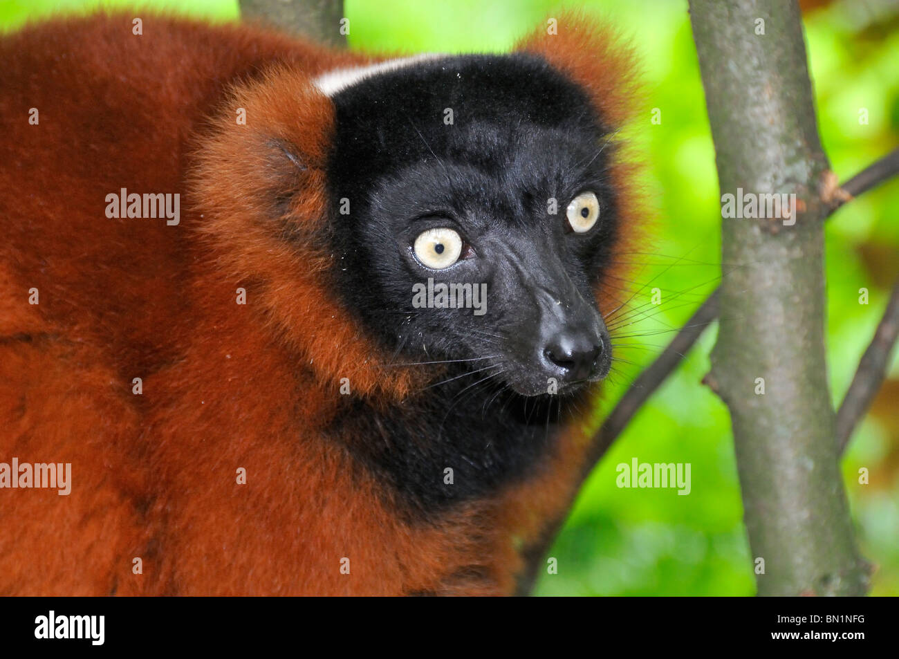 Varecia variegata rubra hi-res stock photography and images - Alamy