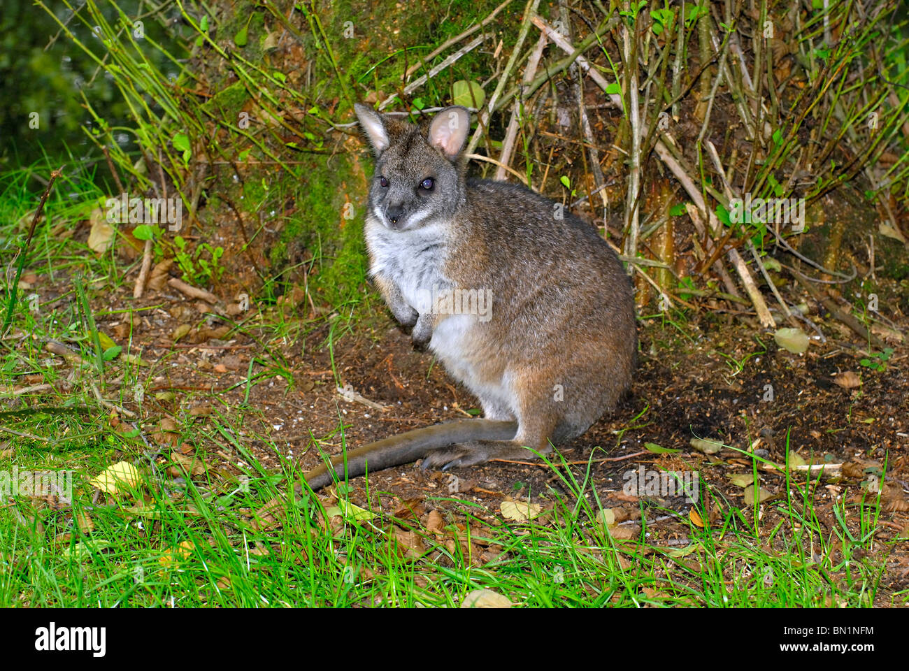 Parma wallaby macropus parma hi-res stock photography and images - Alamy