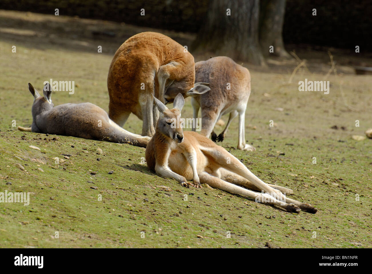Macropus rufus, Red Kangaroo Stock Photo - Alamy