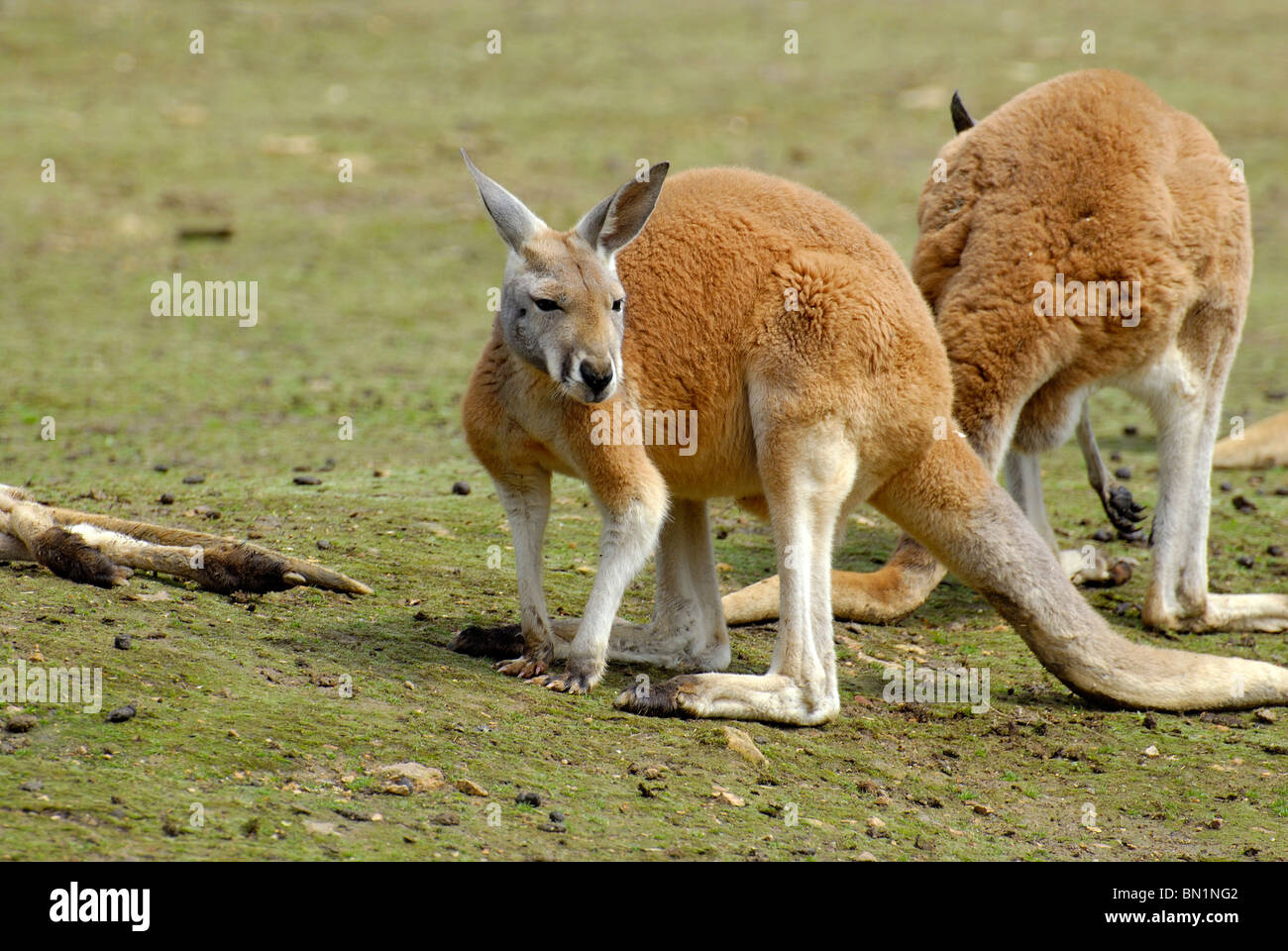 Macropus rufus, Red Kangaroo Stock Photo - Alamy