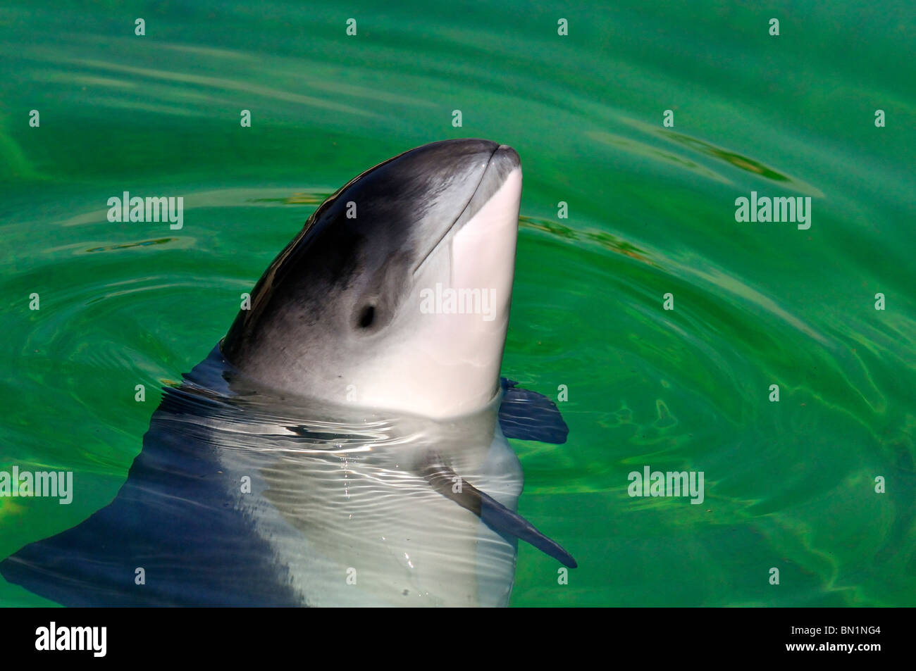 Phocoena phocoena, Harbour porpoise Stock Photo - Alamy