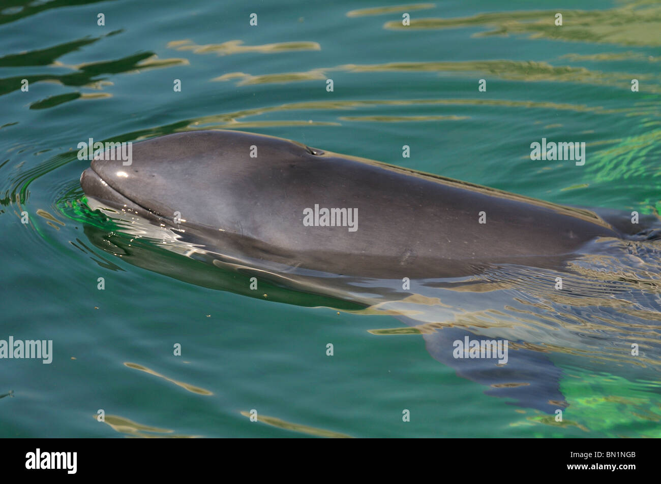 Phocoena phocoena, Harbour porpoise Stock Photo - Alamy