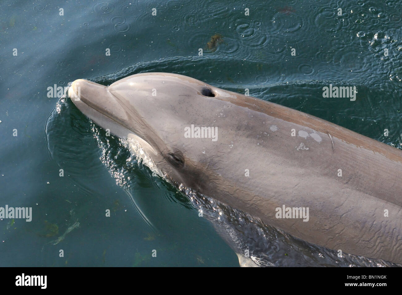 Tursiops truncatus, Common Bottlenose Dolphin Stock Photo - Alamy Tursiops truncatus, Common Bottlenose Dolphin Stock Photo - Alamy