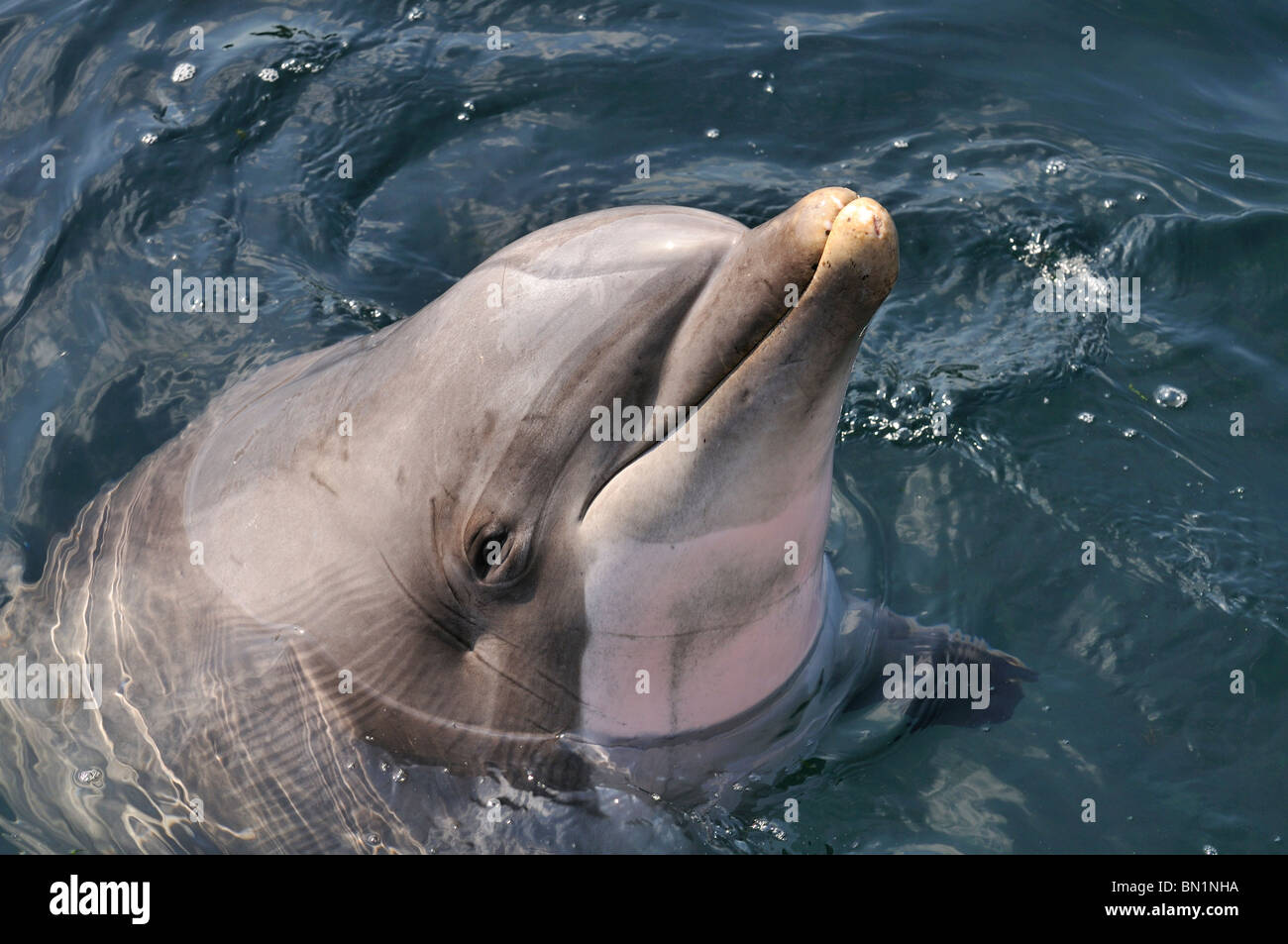 Tursiops truncatus, Common Bottlenose Dolphin Stock Photo - Alamy