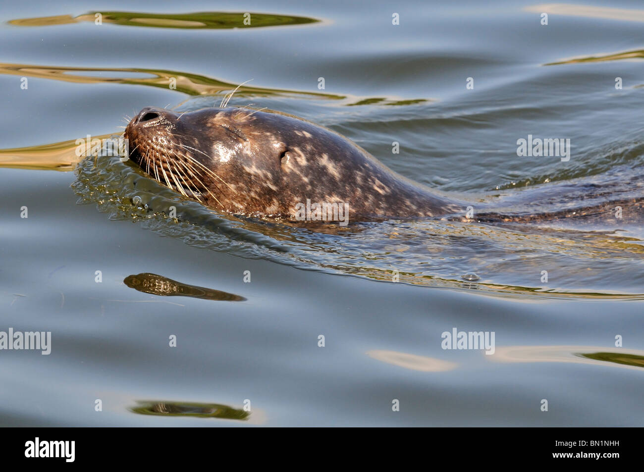 Foca grigia hi-res stock photography and images - Alamy