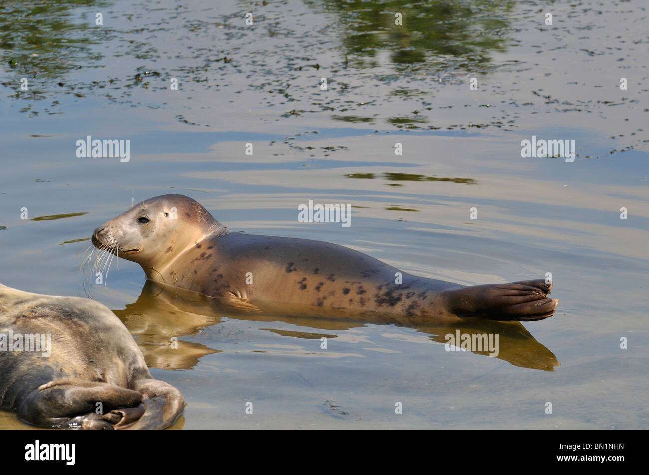 Foca grigia hi-res stock photography and images - Alamy