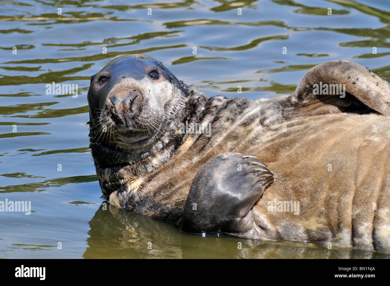 Foca animal hi-res stock photography and images - Alamy