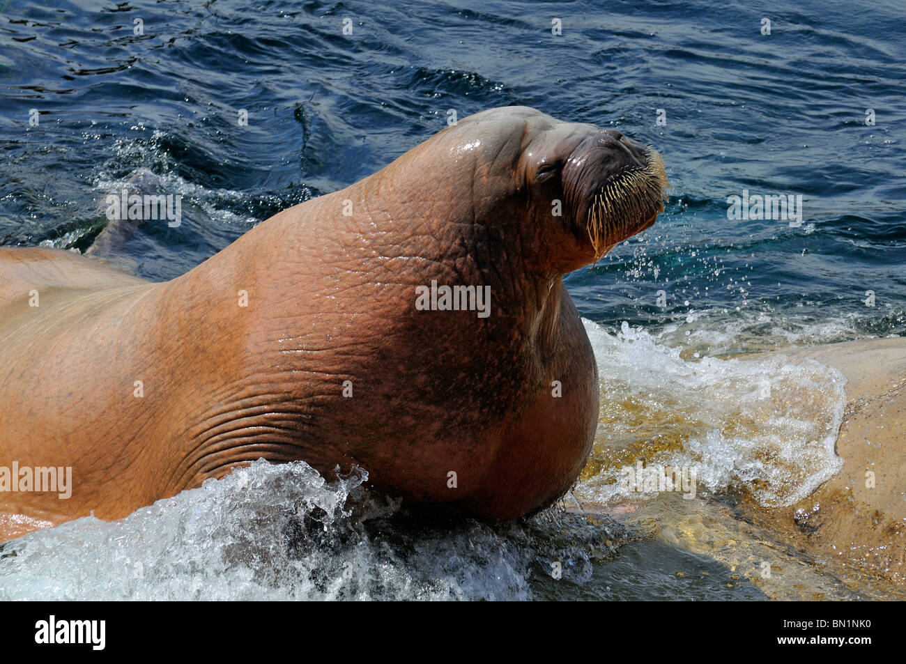Odobenus rosmarus, Walrus Stock Photo - Alamy