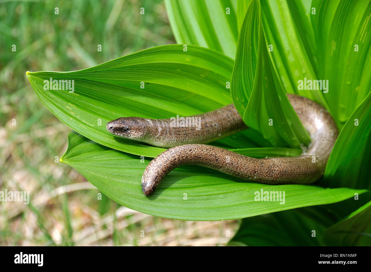 Fragilis Stock Photos & Fragilis Stock Images - Alamy