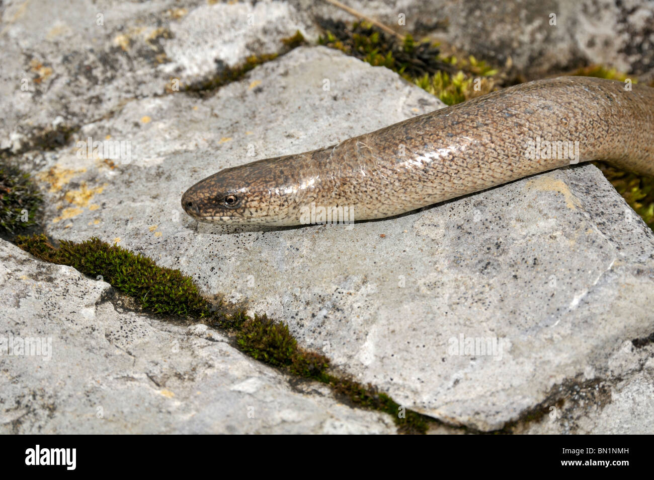 Male slow worm hi-res stock photography and images - Alamy