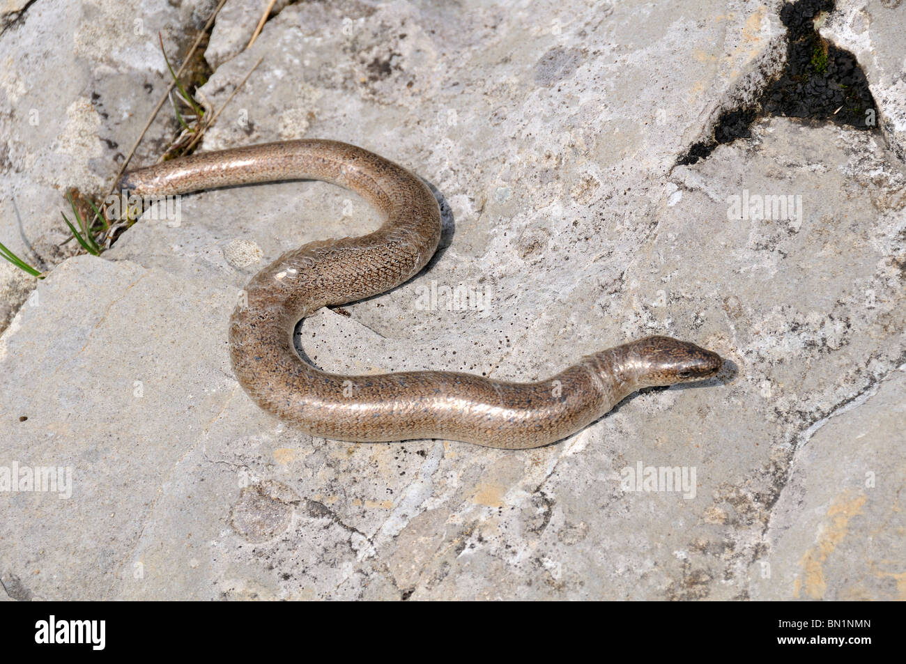Anguis fragilis, slow worm male Stock Photo - Alamy