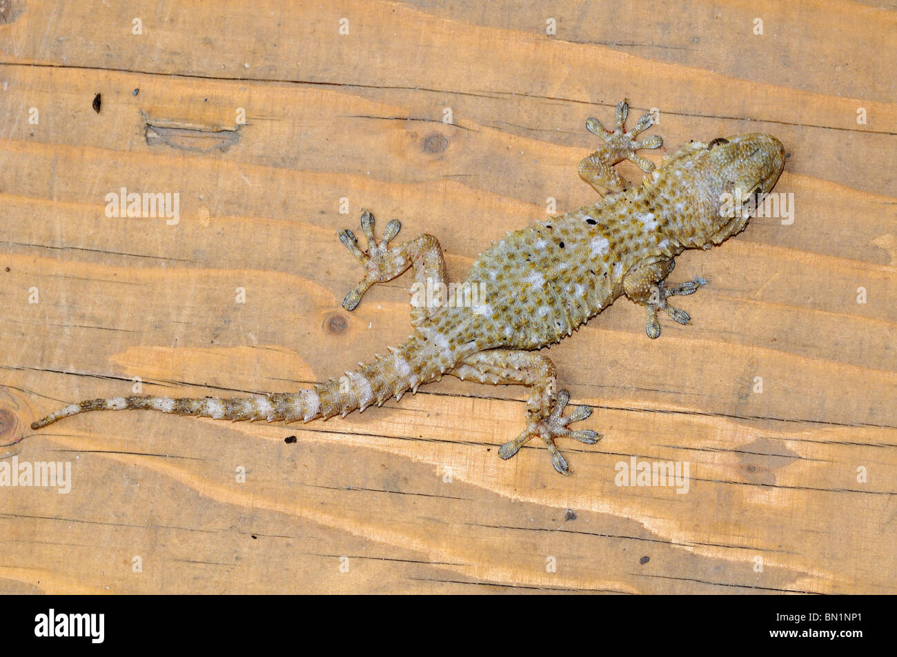 Tarentola mauritanica, gecko Stock Photo - Alamy