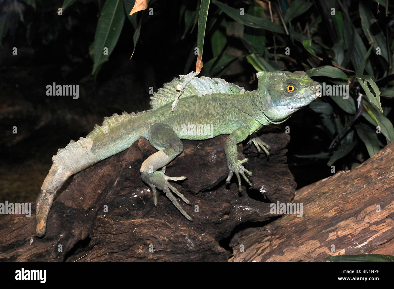 Basiliscus plumifrons, Plumed basilisk Stock Photo - Alamy