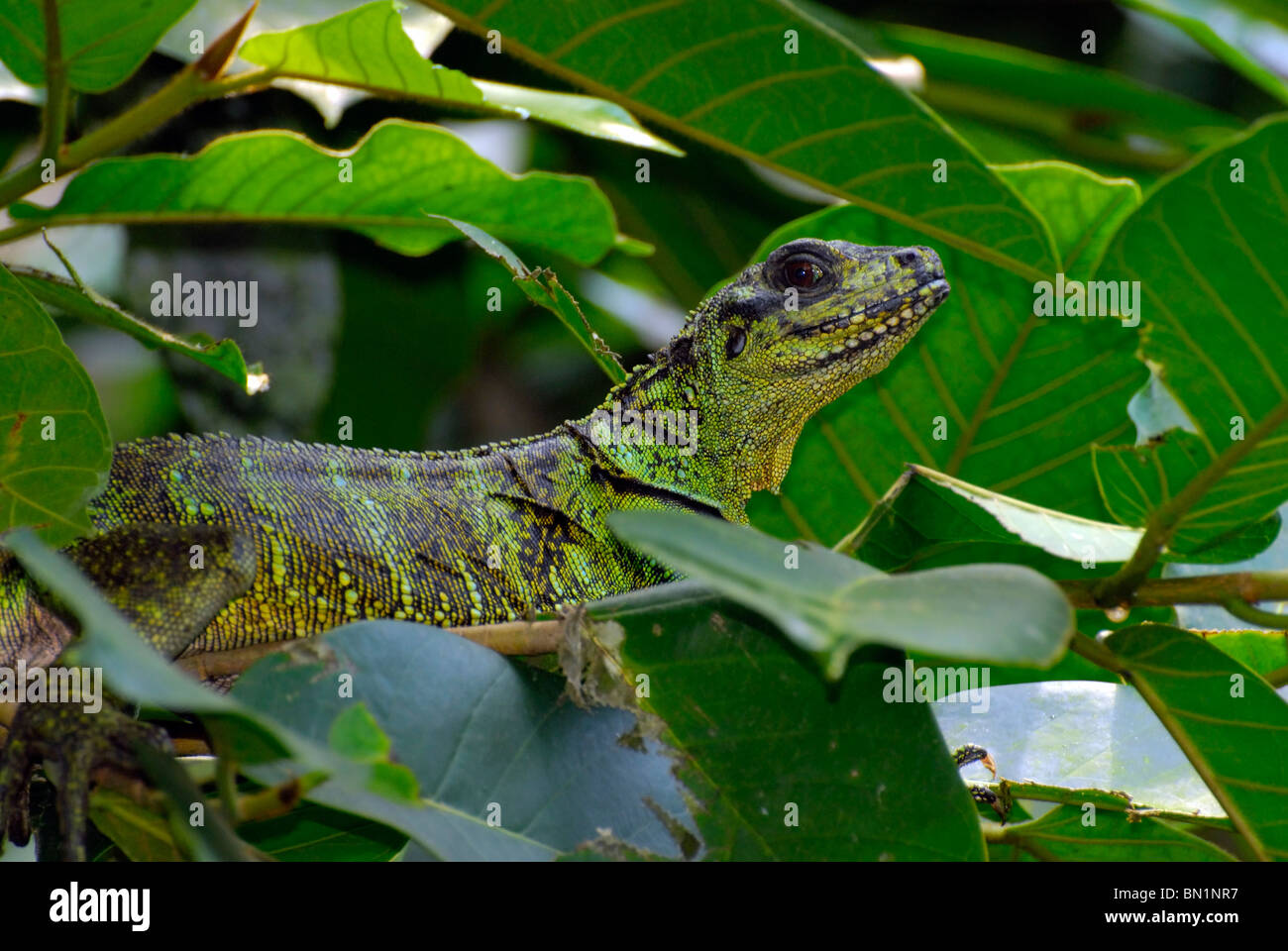 Hydrosaurus amboinensis hi-res stock photography and images - Alamy