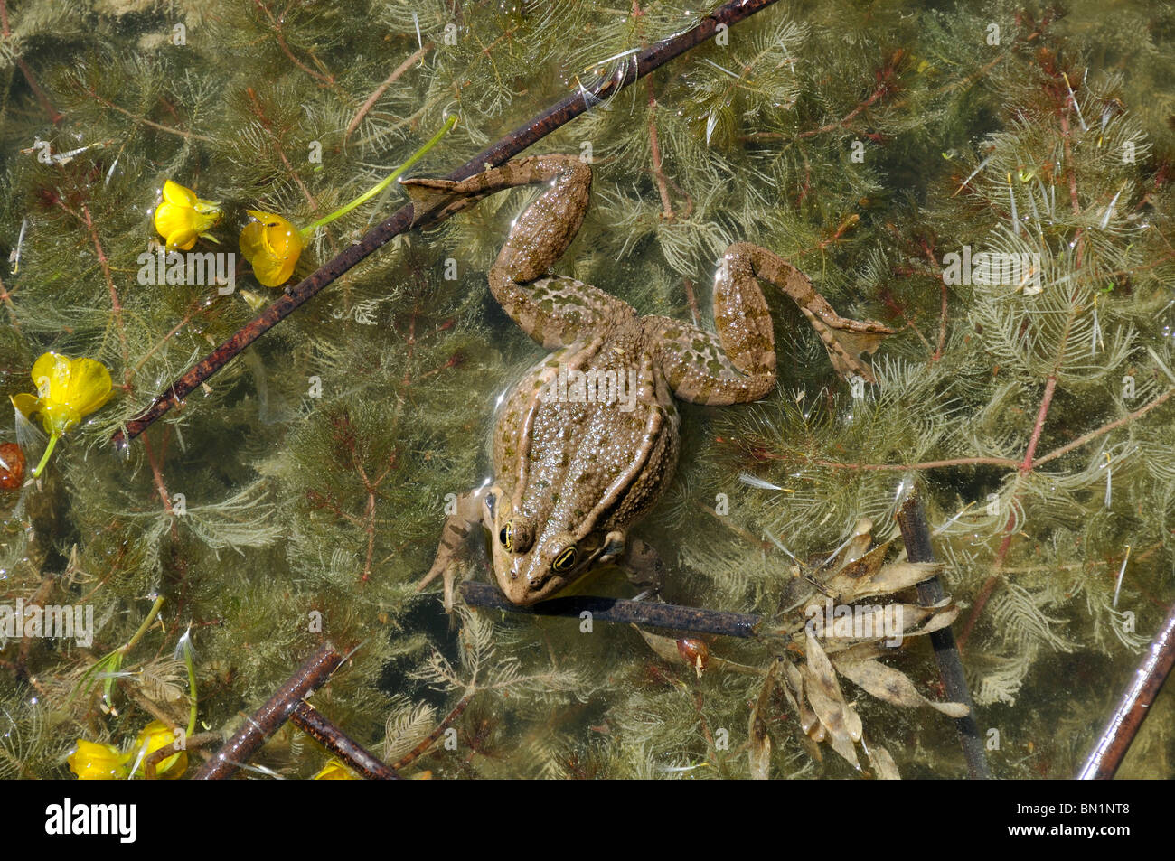 Rana ridibunda, Marsh Frog Stock Photo - Alamy