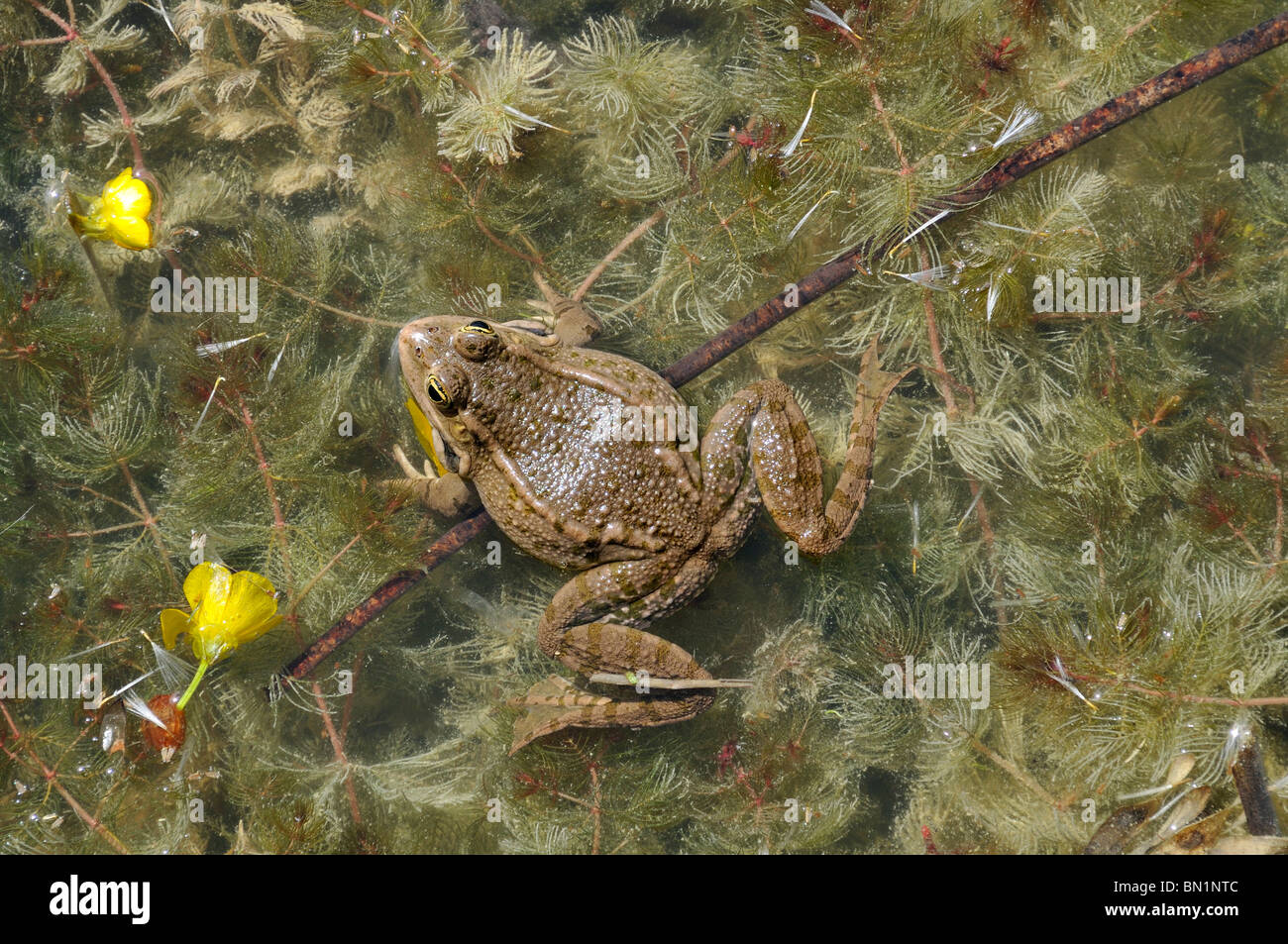 Rana ridibunda, Marsh Frog Stock Photo - Alamy