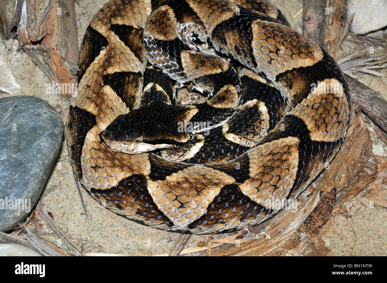 Agkistrodon acutus hi-res stock photography and images - Alamy
