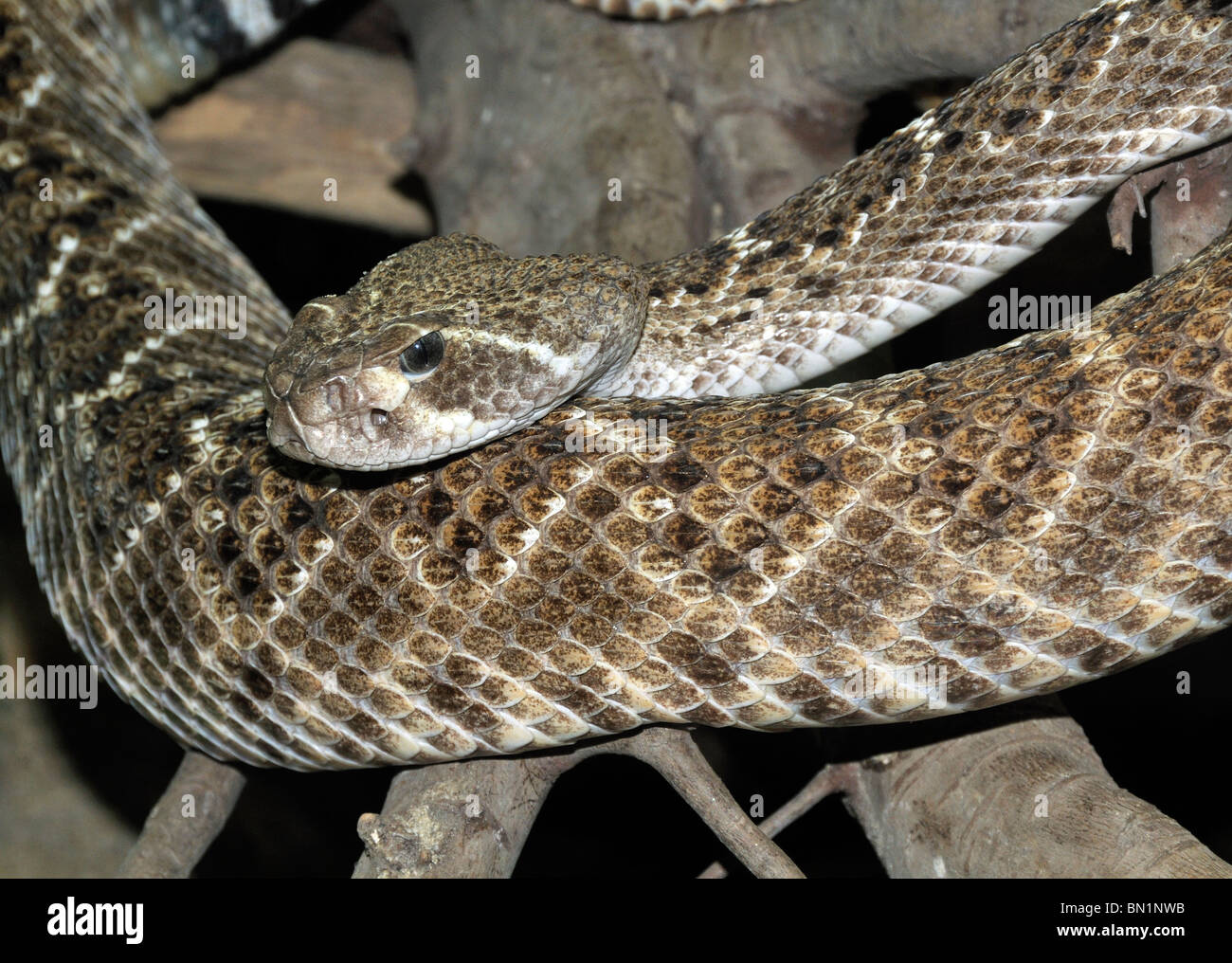 Texas western diamondback rattlesnake crotalus hi-res stock photography ...