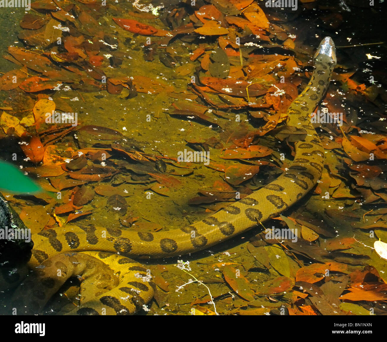 Water boa eunectes murinus hi-res stock photography and images - Alamy