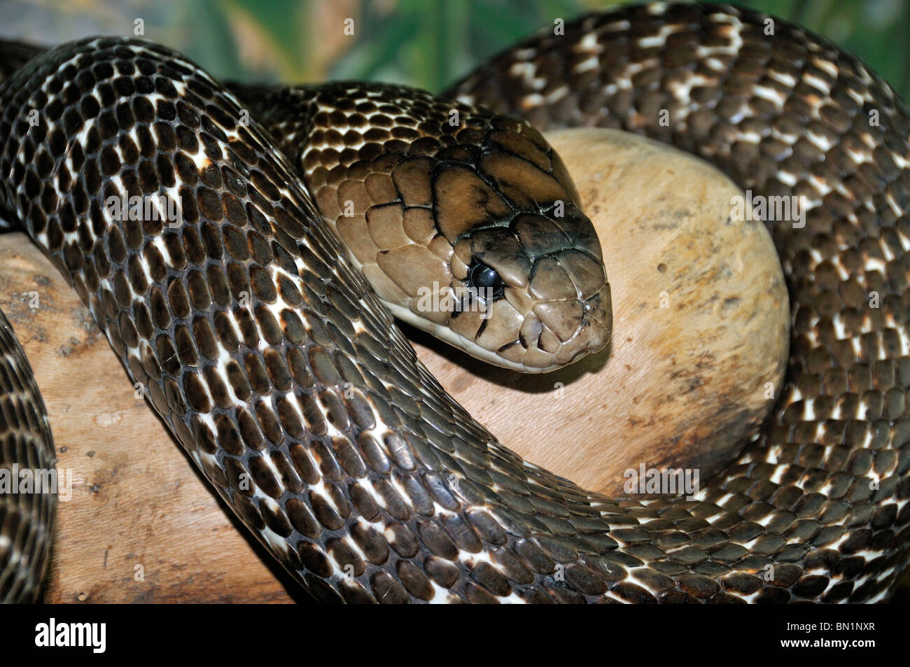 Naja naja, Indian Cobra Stock Photo - Alamy