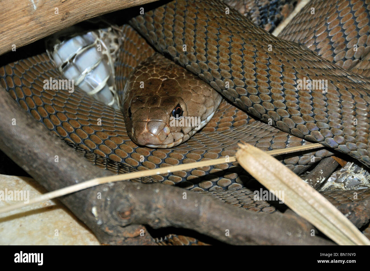 Naja mossambica, Mozambique Spitting Cobra Stock Photo - Alamy