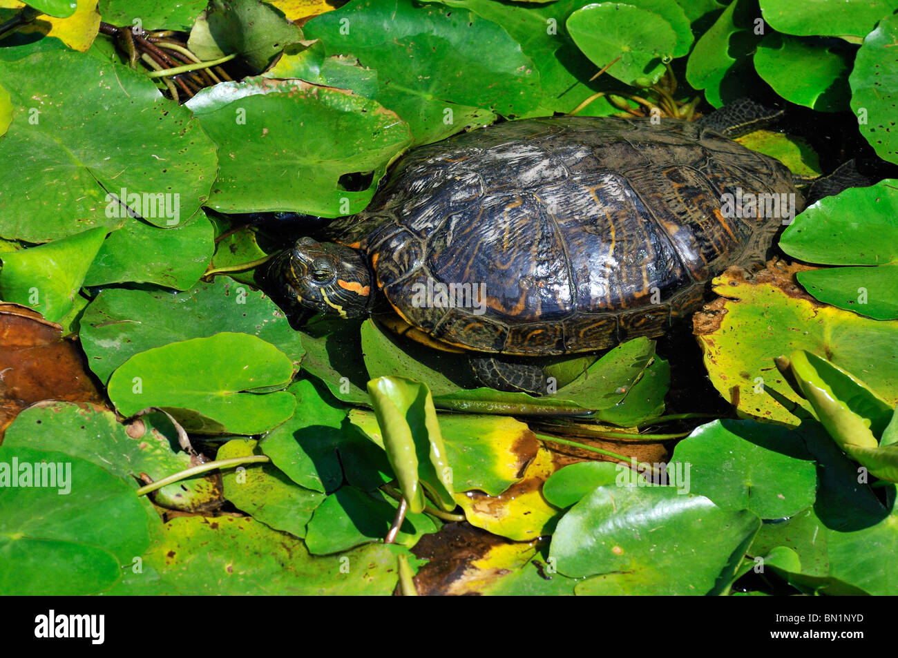 Chrysemys hi-res stock photography and images - Alamy