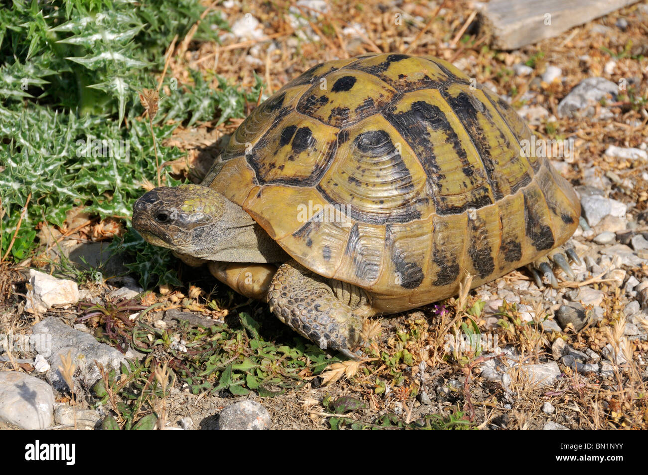 Testudo hermanni, Hermann's Tortoise Stock Photo - Alamy