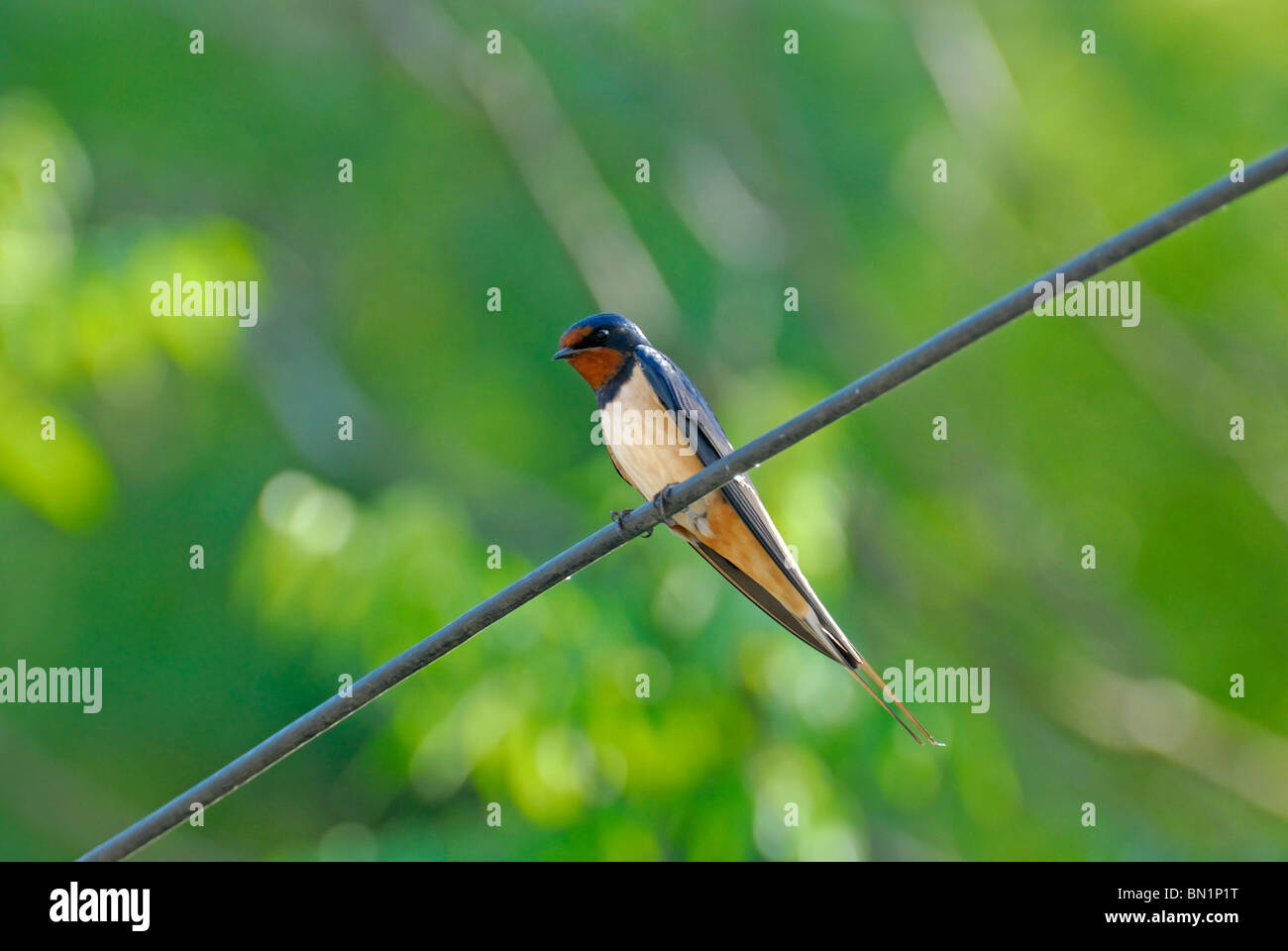 Hirundo rustica, Barn Swallow Stock Photo - Alamy