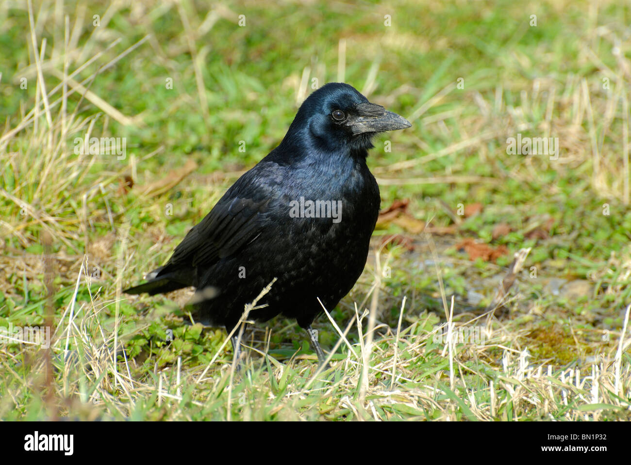 Corvus frugilegus, Rook Stock Photo - Alamy