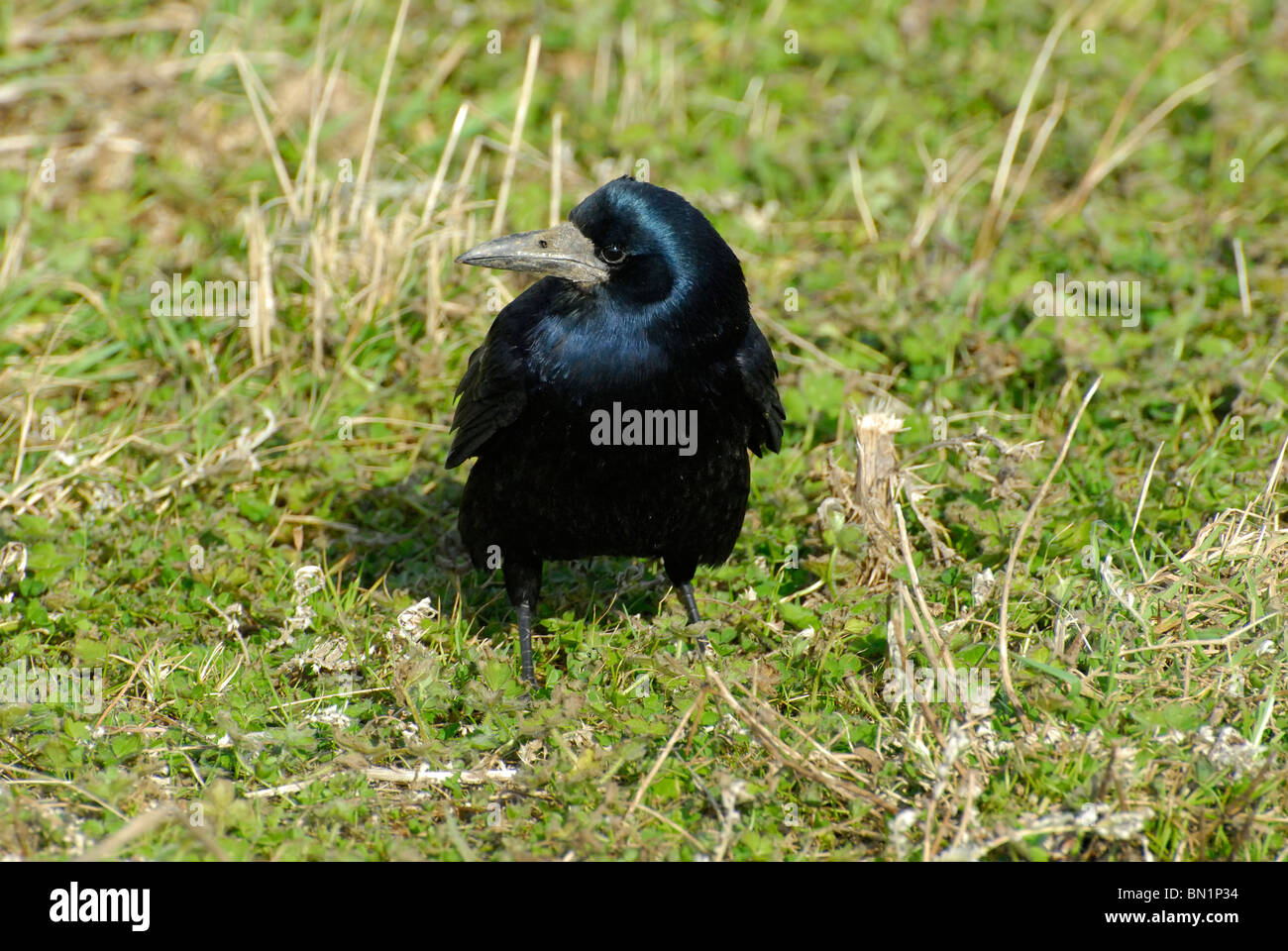 Corvus frugilegus, Rook Stock Photo - Alamy