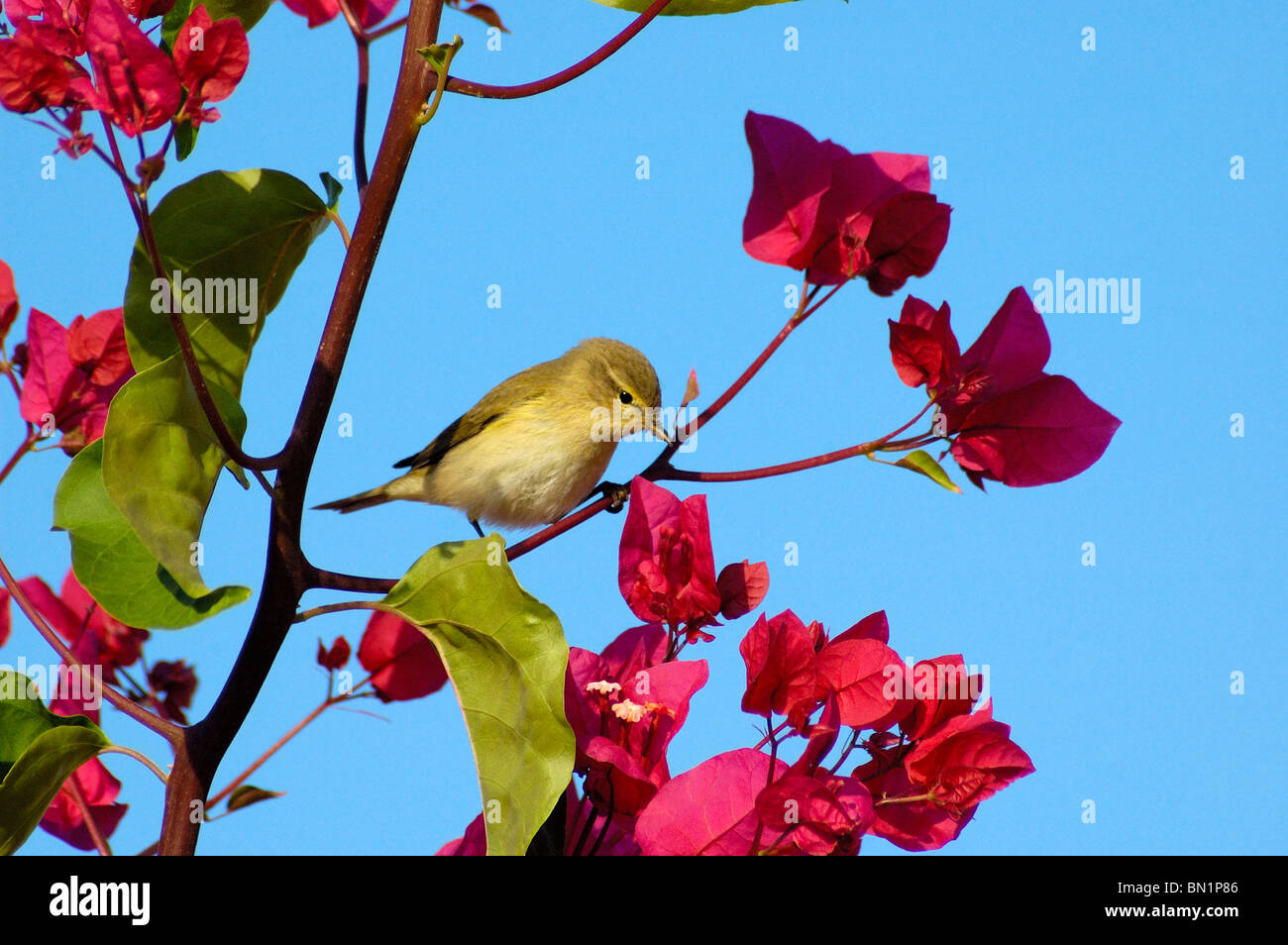 Phylloscopus collybita, Chiffchaff Stock Photo - Alamy