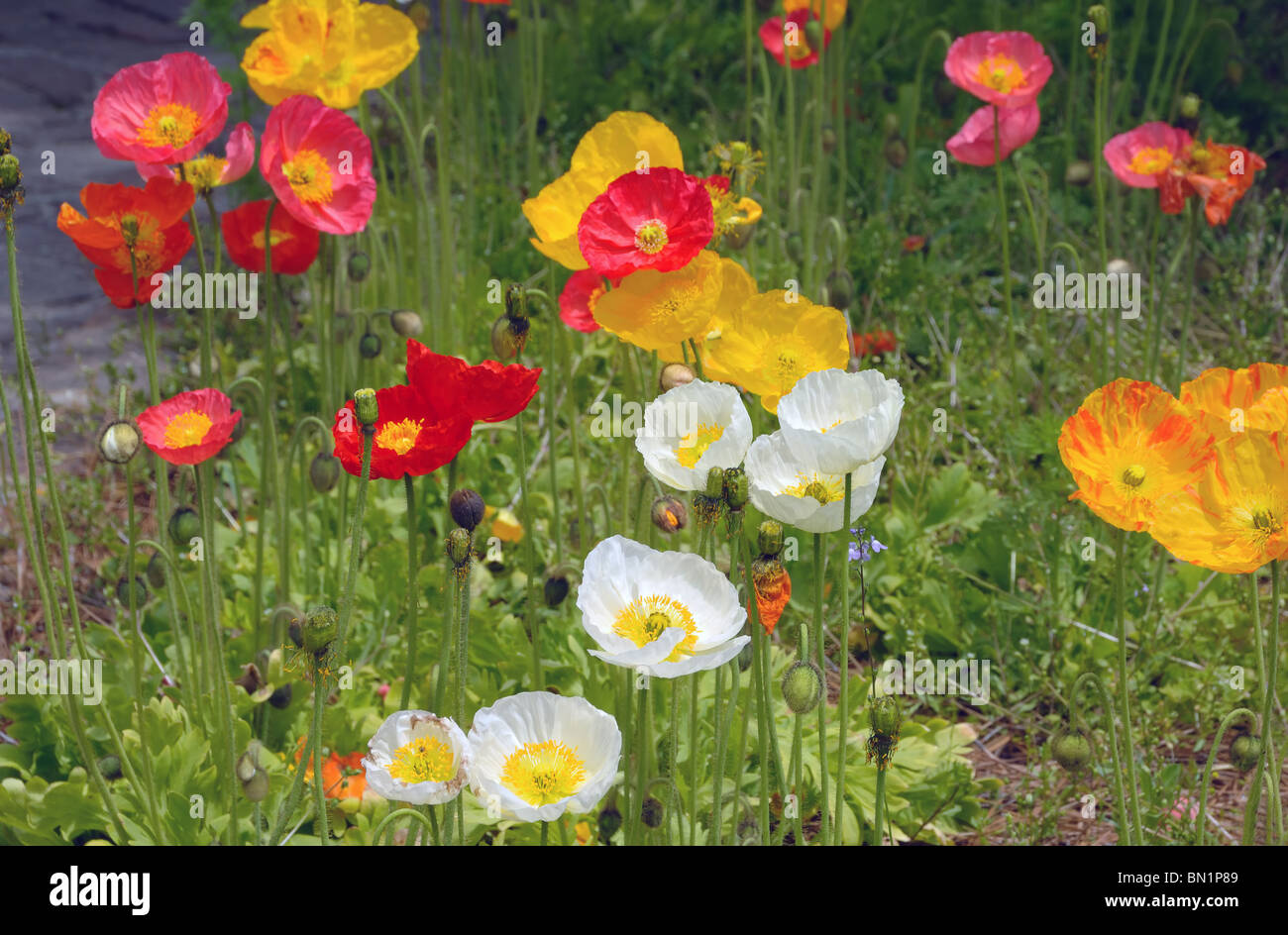 Poppy flowers at America's most photographed plantation, Boone Hall ...
