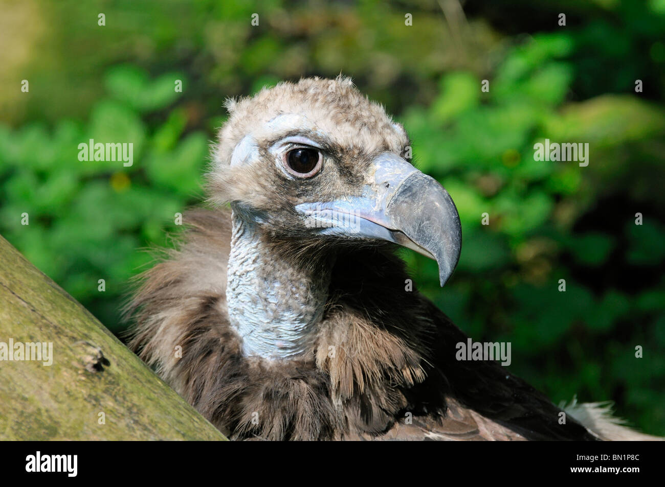 Predacious Stock Photos & Predacious Stock Images - Alamy