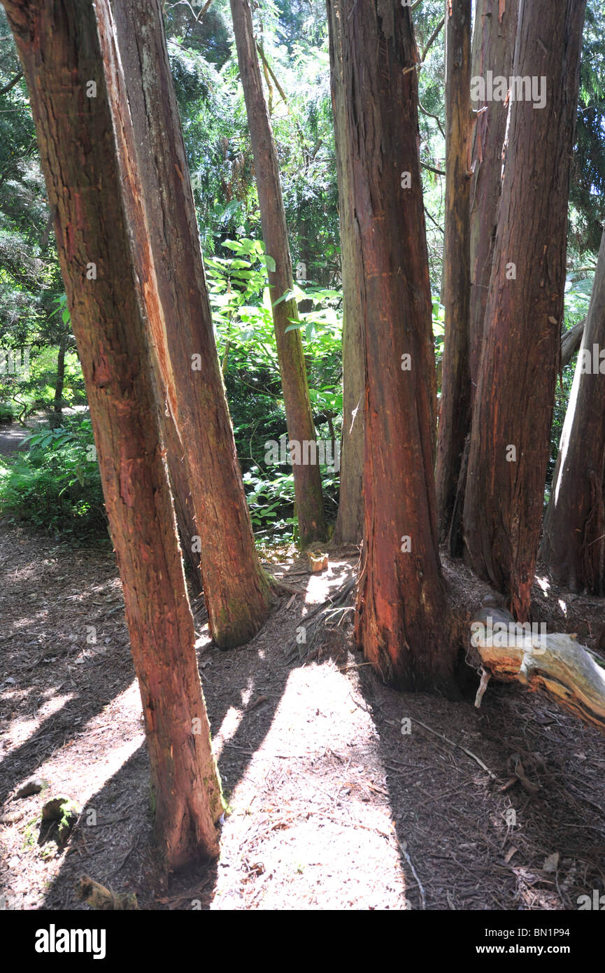 Trees at Trevarno in Cornwall Stock Photo - Alamy