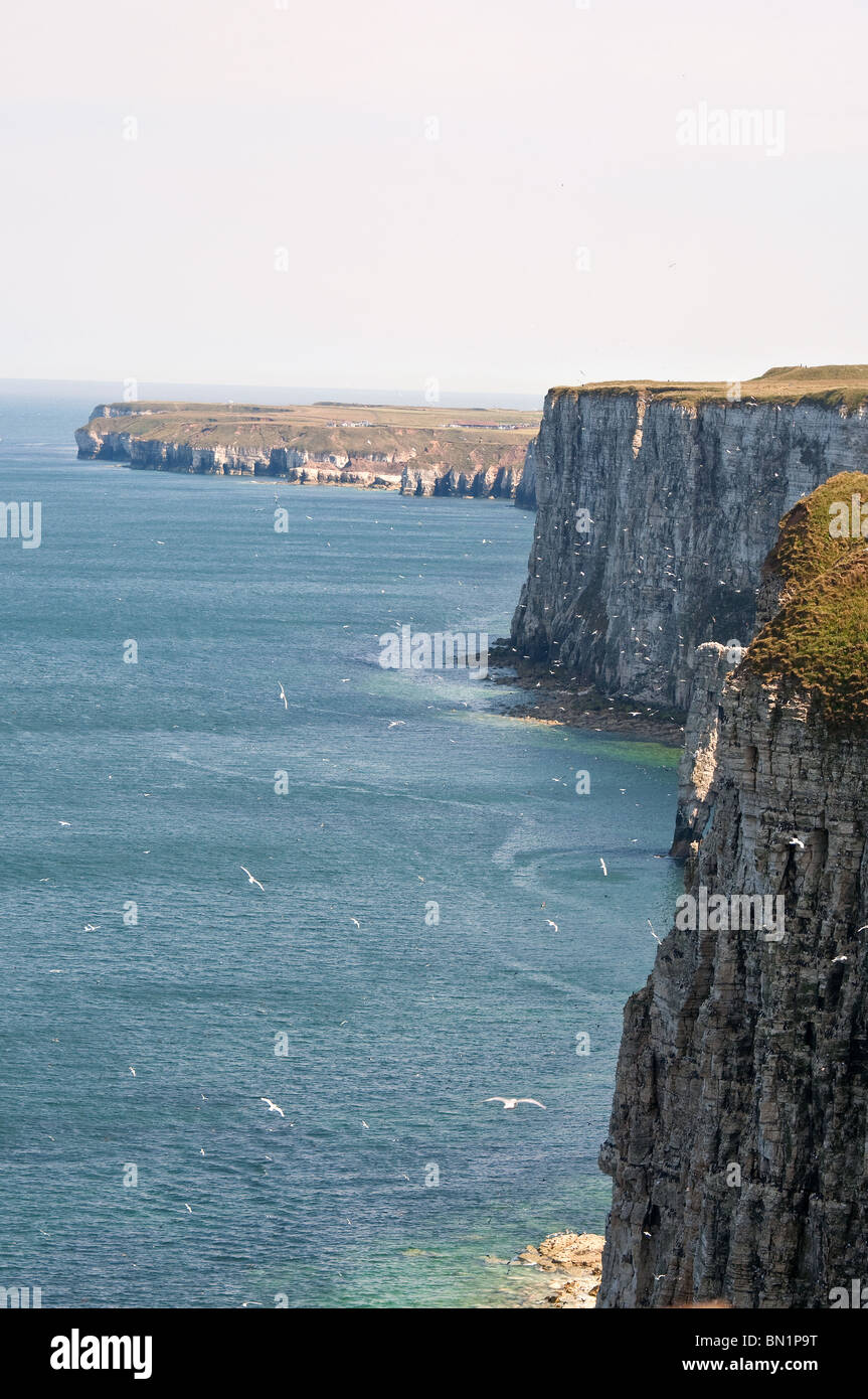Cliffs at Bempton RSPB reserve looking towards Flamborough Head Stock ...
