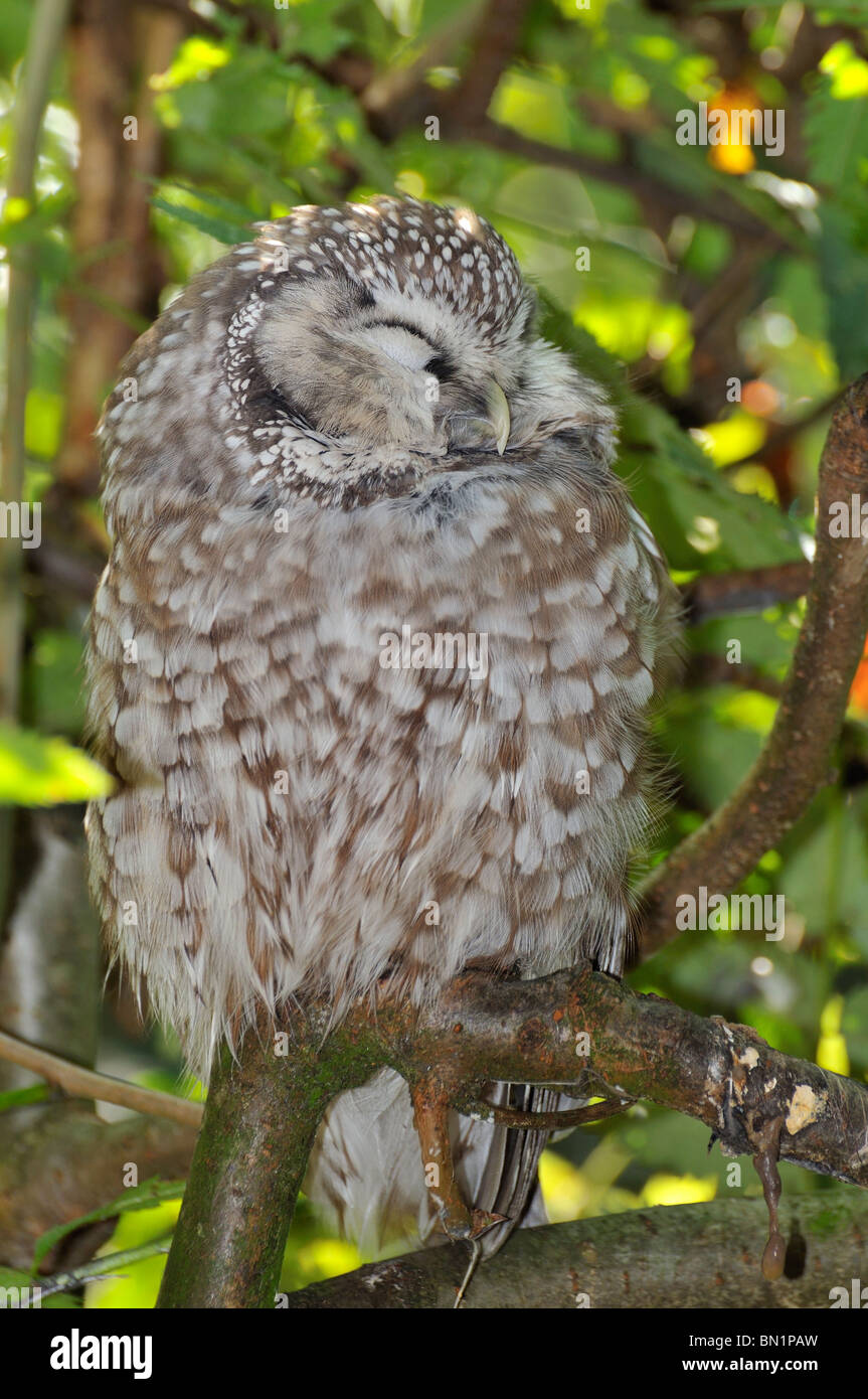 Aegolius funereus, Tengmalm's Owl Stock Photo - Alamy