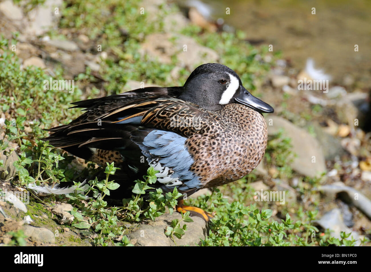 Anas discors, Blue-winged Teal Stock Photo - Alamy