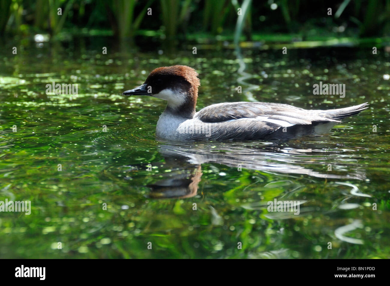 Mergus albellus, Smew female Stock Photo - Alamy