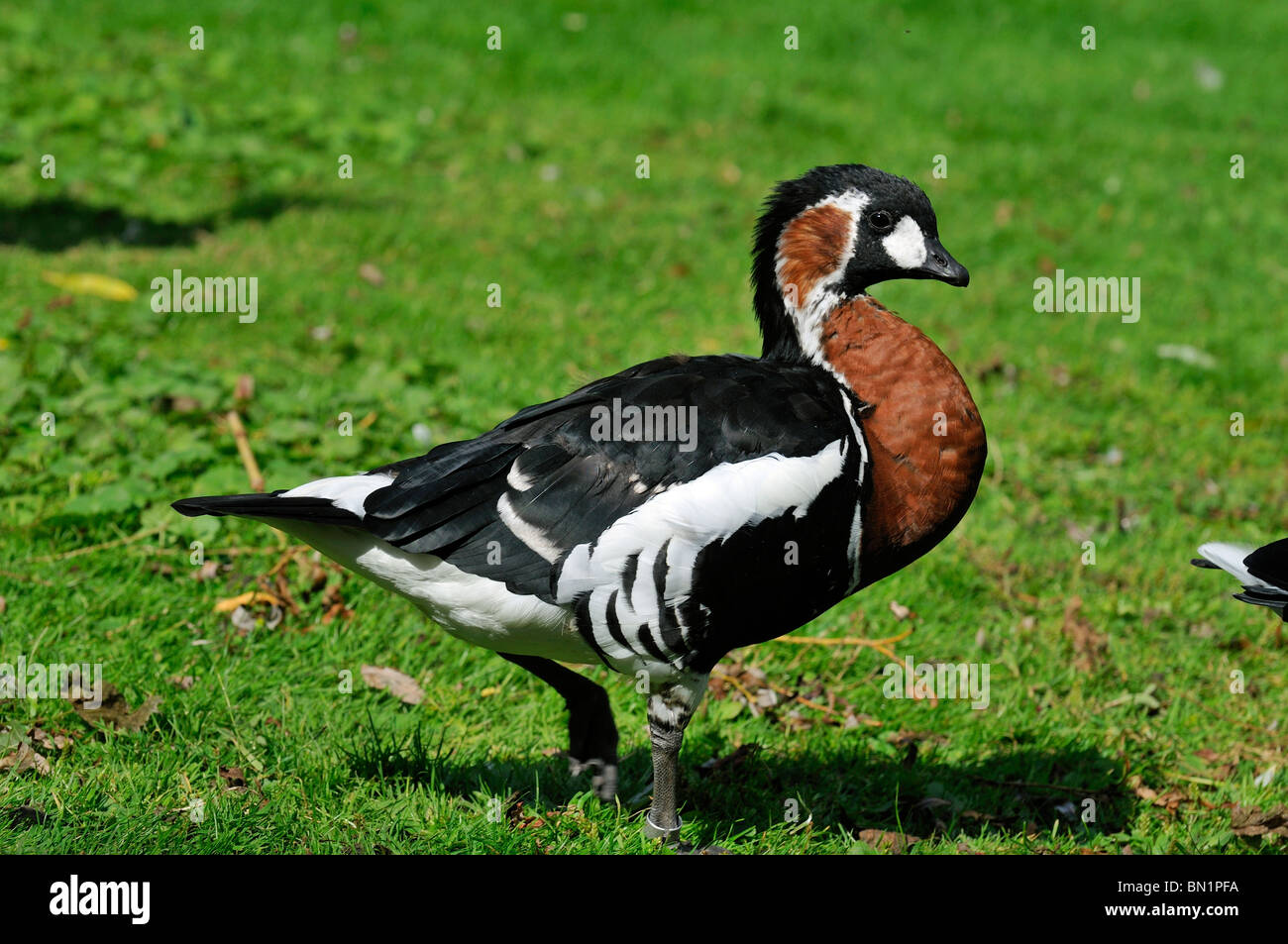 Branta ruficollis, Red-breasted Goose Stock Photo - Alamy