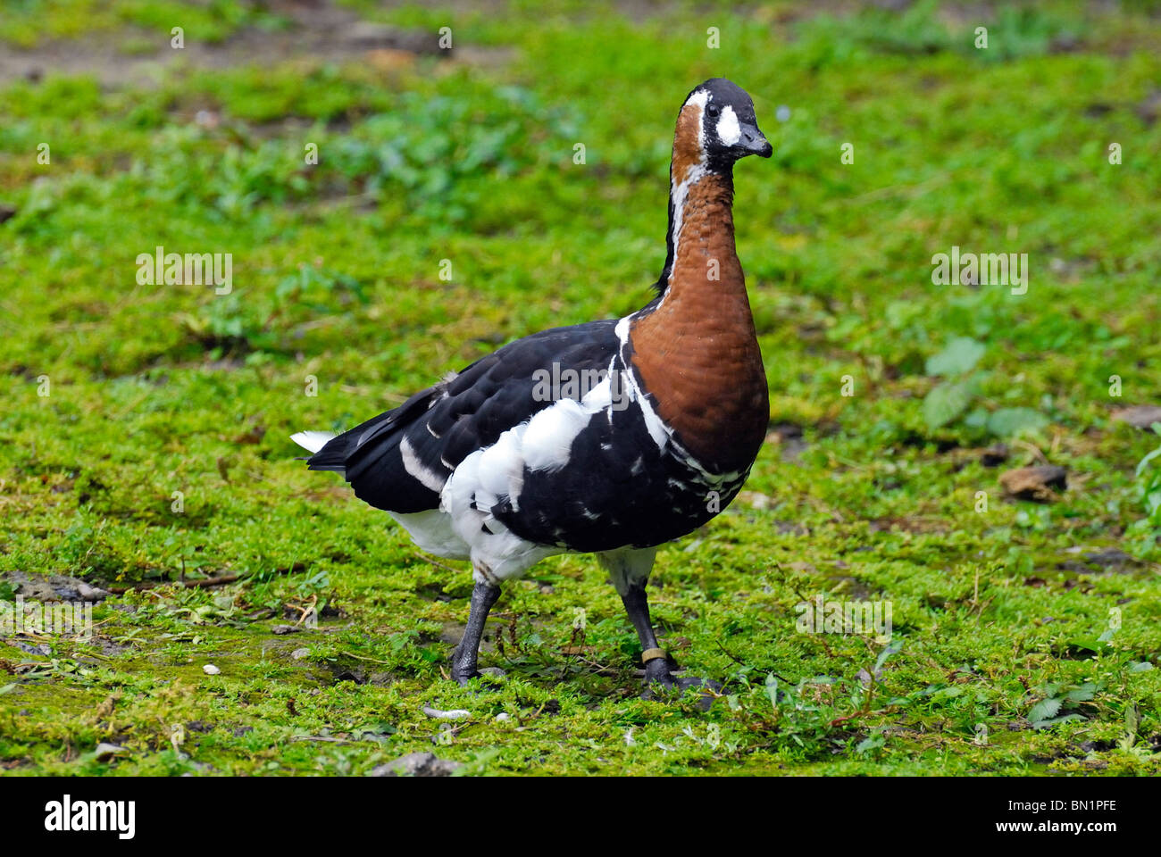 Branta ruficollis, Red-breasted Goose Stock Photo - Alamy