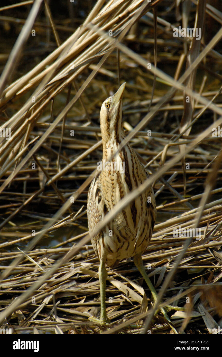 Botaurus stellaris, Eurasian Bittern Stock Photo - Alamy