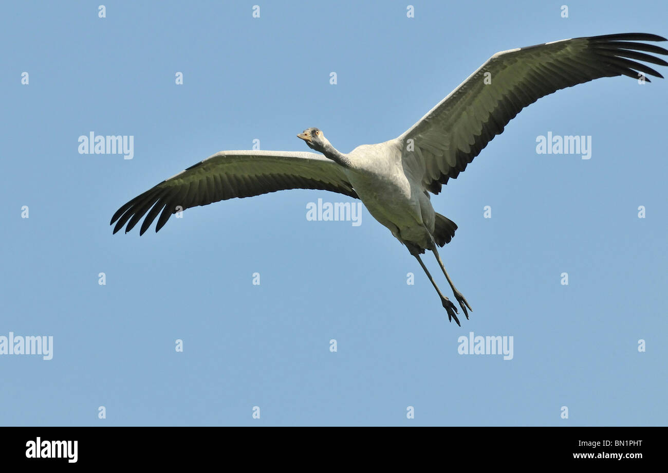 Grus gru common crane hi-res stock photography and images - Alamy