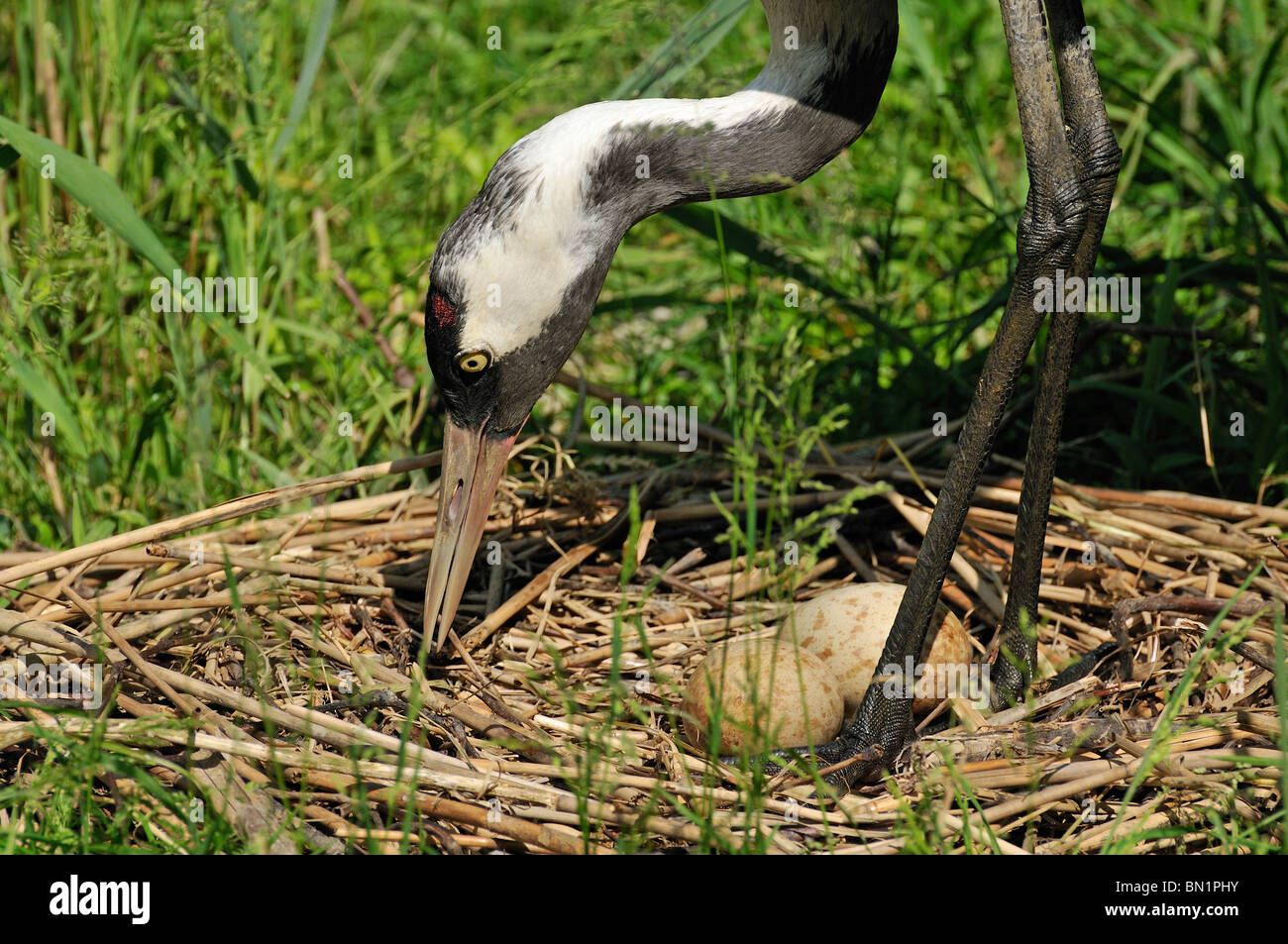 Grus gru hi-res stock photography and images - Alamy